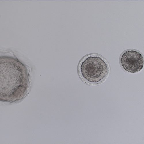 Equine Medical Services| Columbia, MO | The Equine Embryo: A Gallery