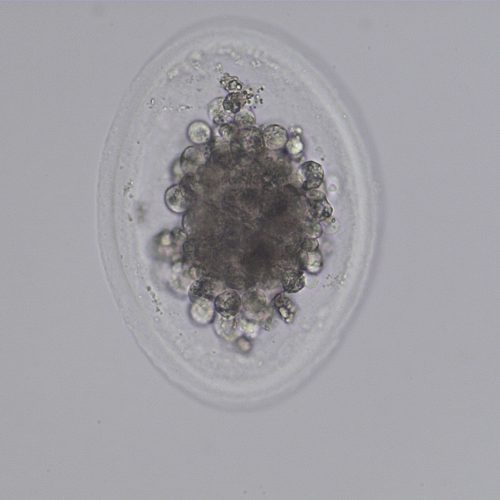 Equine Medical Services| Columbia, MO | The Equine Embryo: A Gallery