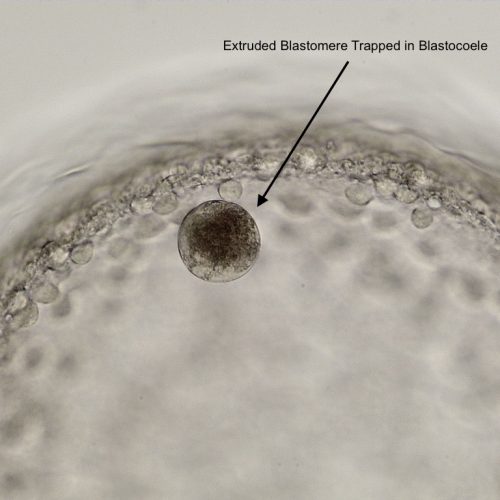 Equine Medical Services| Columbia, MO | The Equine Embryo: A Gallery