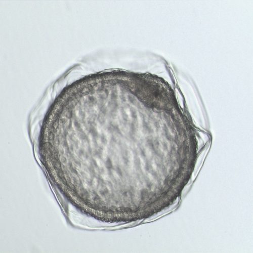 Equine Medical Services| Columbia, MO | The Equine Embryo: A Gallery