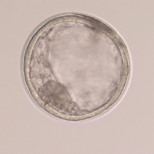 Equine Medical Services| Columbia, MO | The Equine Embryo: A Gallery