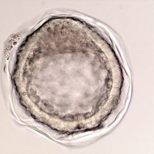 Equine Medical Services| Columbia, MO | The Equine Embryo: A Gallery