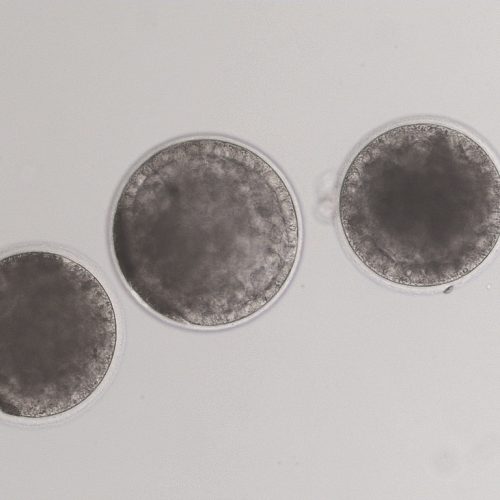 Equine Medical Services| Columbia, MO | The Equine Embryo: A Gallery