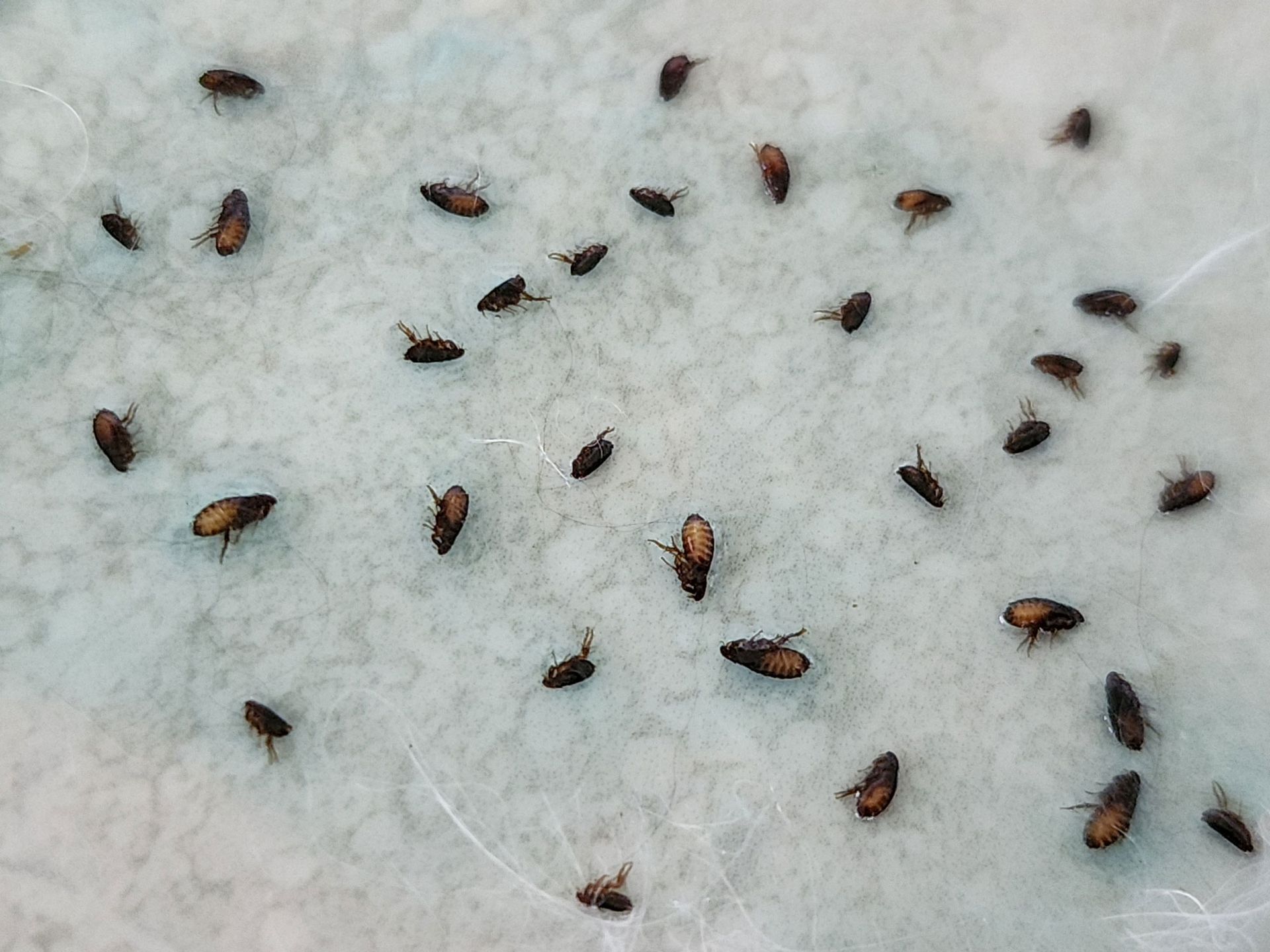 Pest Control & Rodent Removal | Elizabethtown, KY | BCPCE