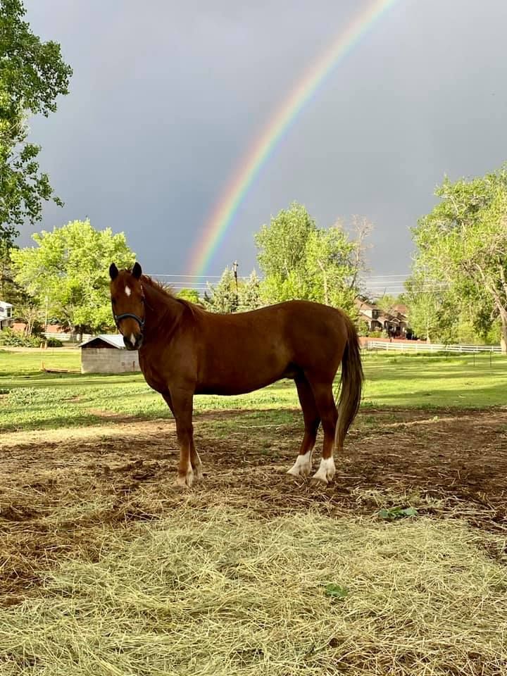 Silver Quarter Acres | Horse Boarding & Training