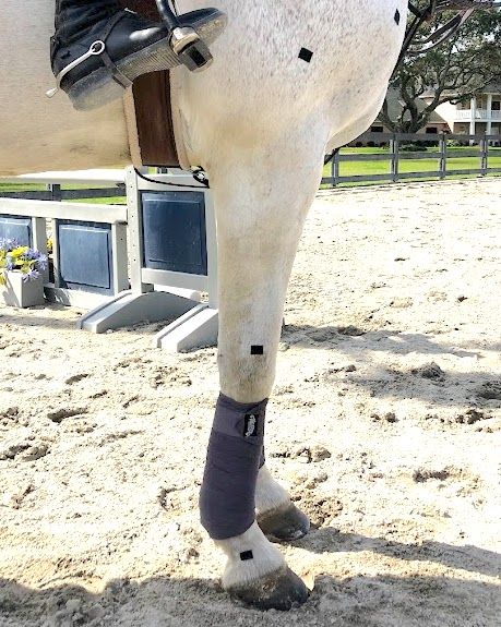 Silver Quarter Acres | Horse Boarding & Training