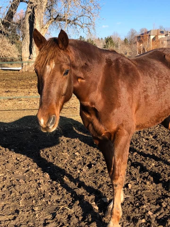 Silver Quarter Acres | Horse Boarding & Training
