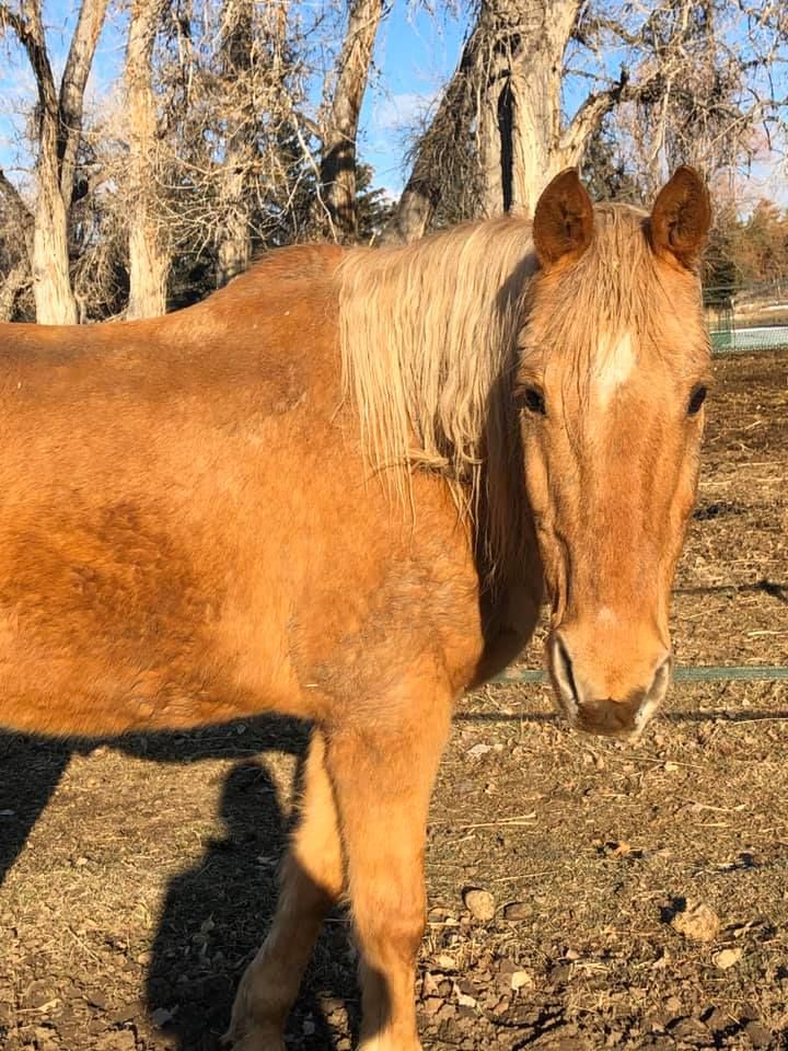 Silver Quarter Acres | Horse Boarding & Training