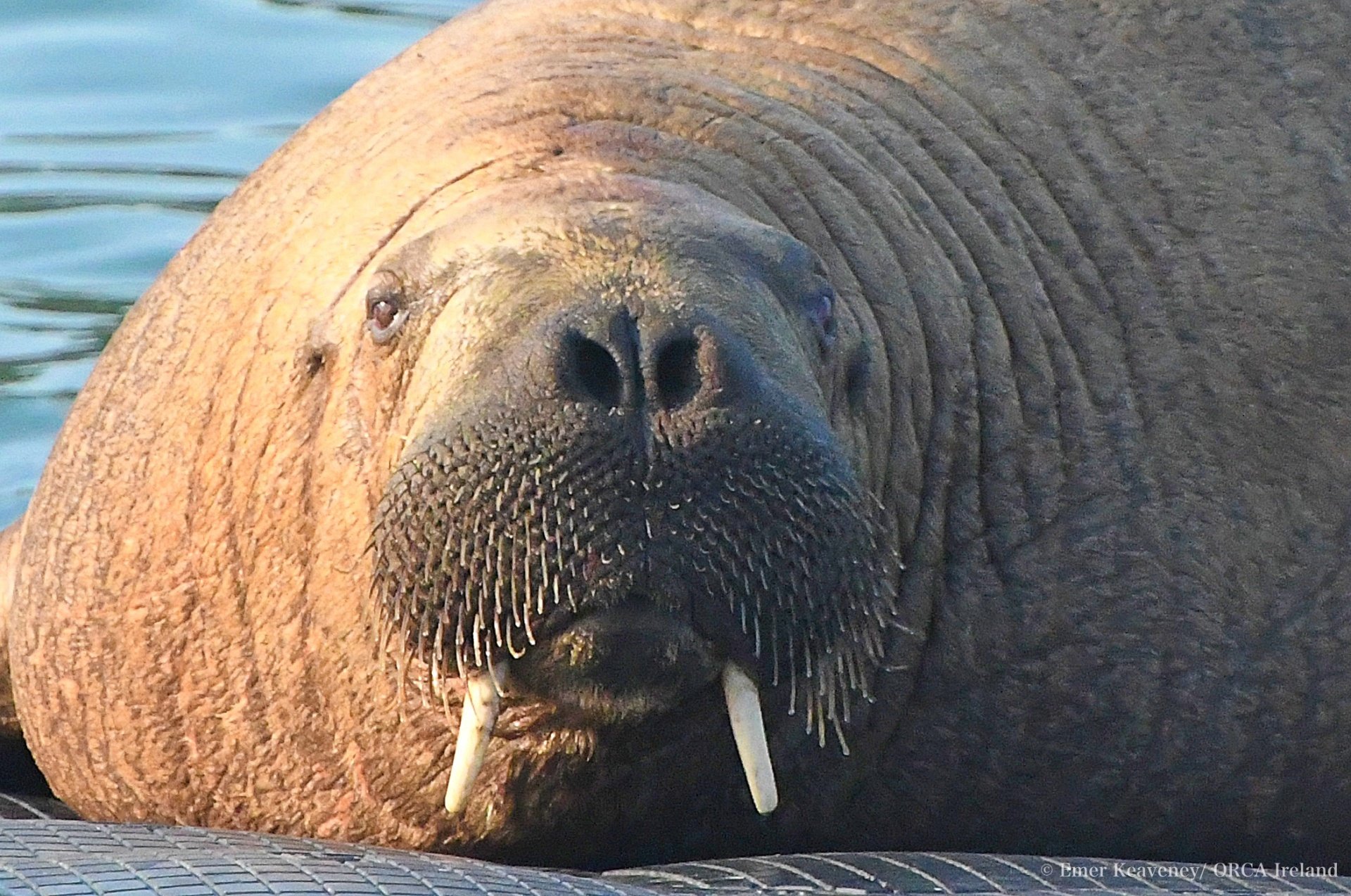 Seal Vs. Walrus: What's the difference between "Wally" the walrus and a ...