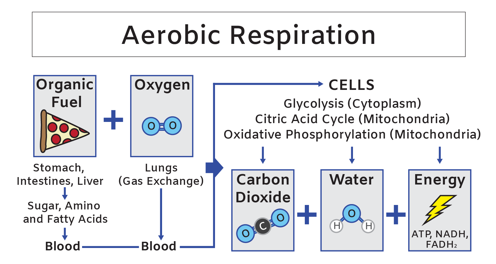 What Is Aerobic Respiration and Why Is It Important?