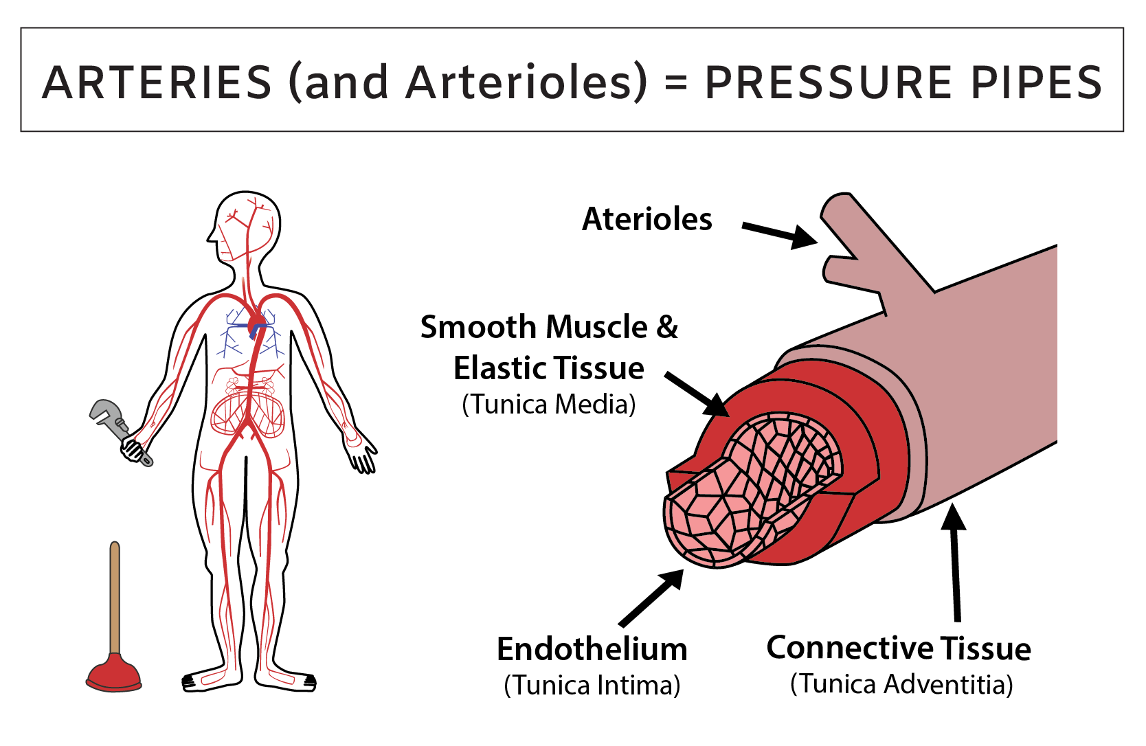 How Do Arteries and Veins Work? Blood Vessel Structure and Function