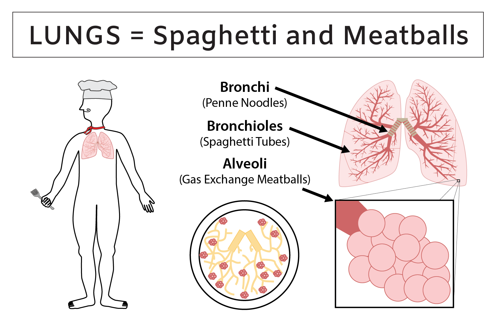 How Do Lungs Work? Lung Structure and Function