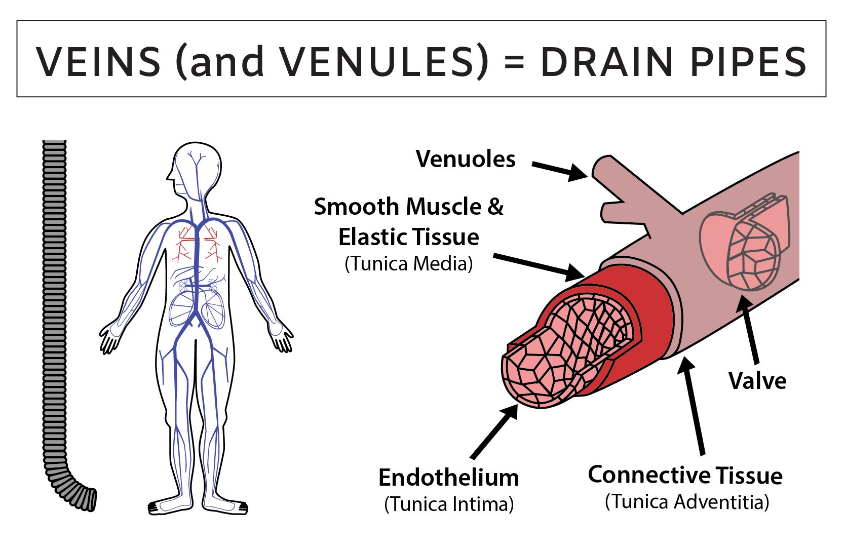 How Do Arteries and Veins Work? Blood Vessel Structure and Function
