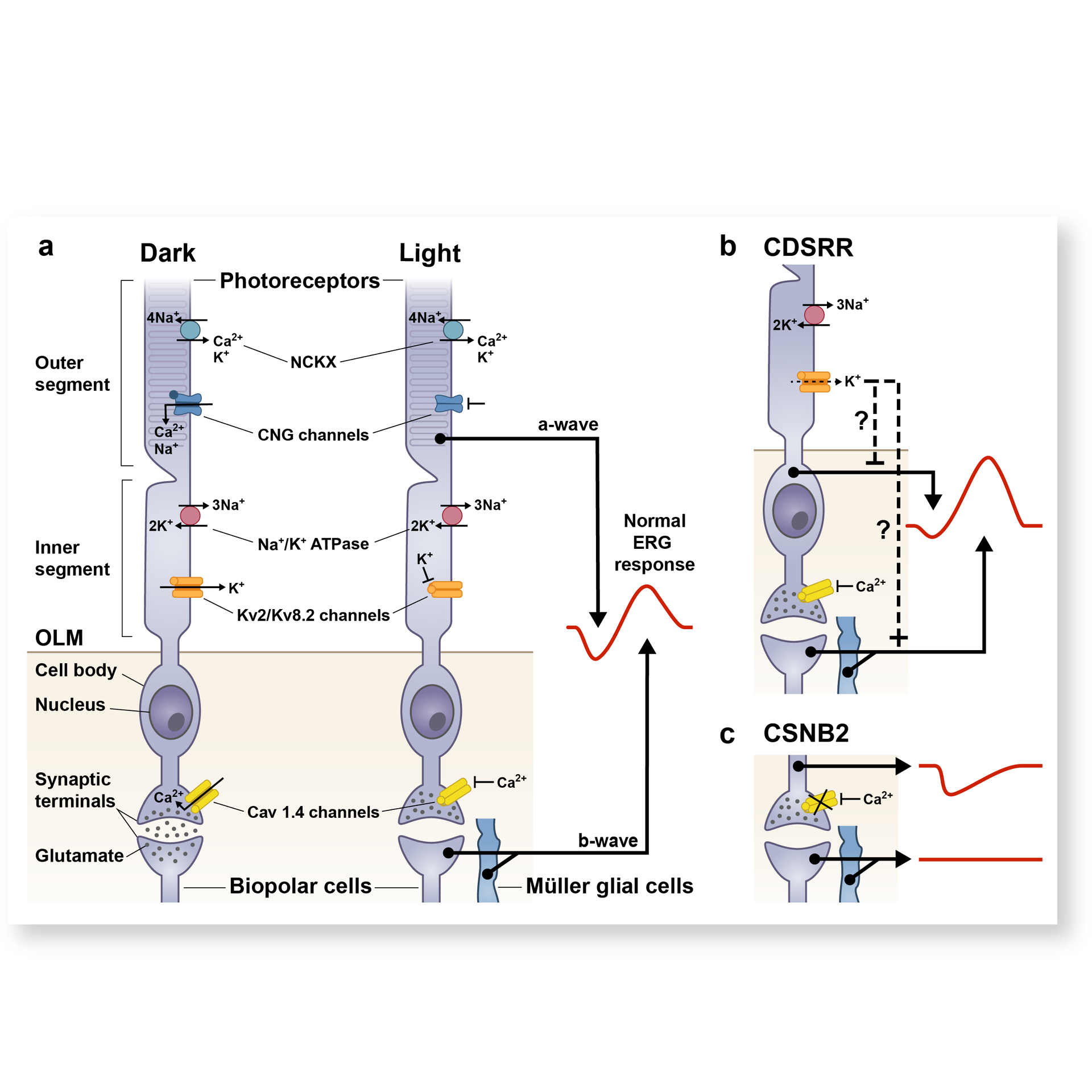 Figures & Graphical Abstracts for Scientific Publications | Simplified ...