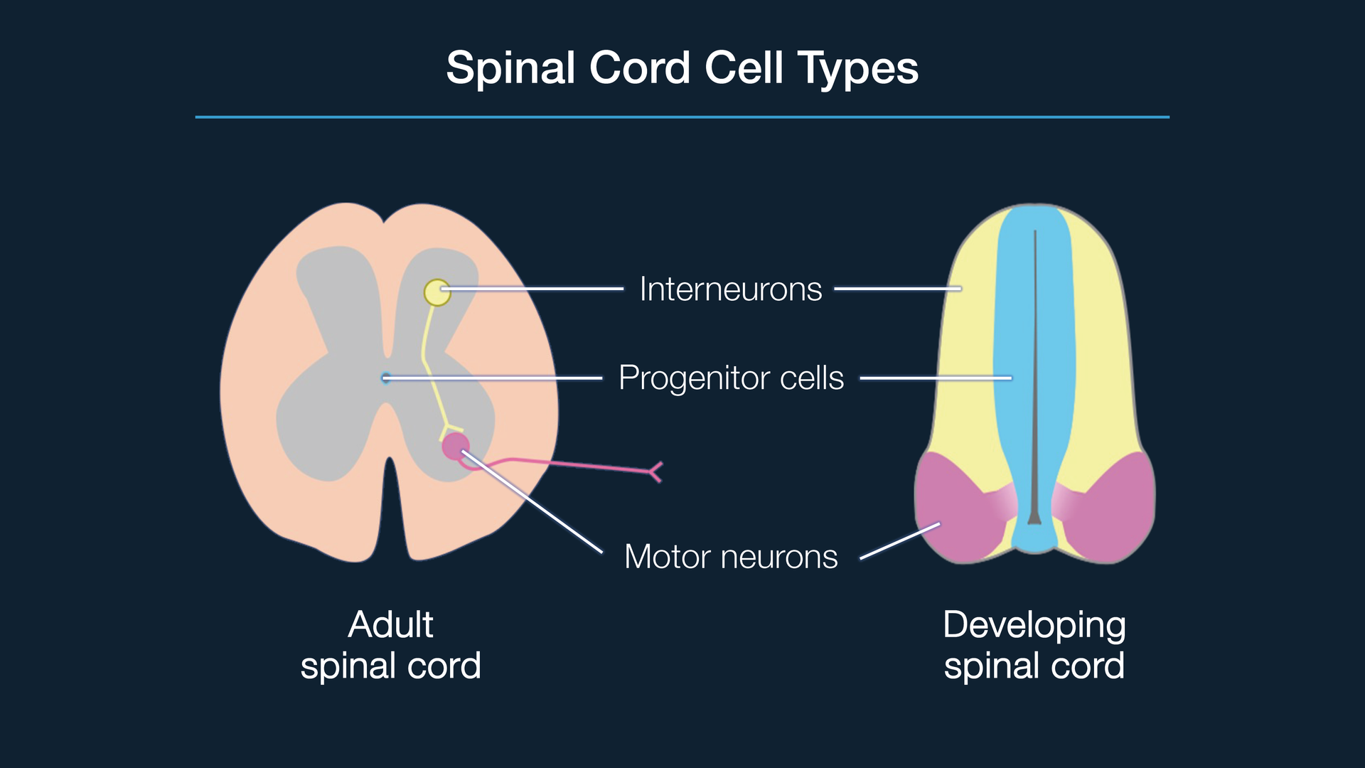 Best Science PowerPoint Templates and Slide Design Examples