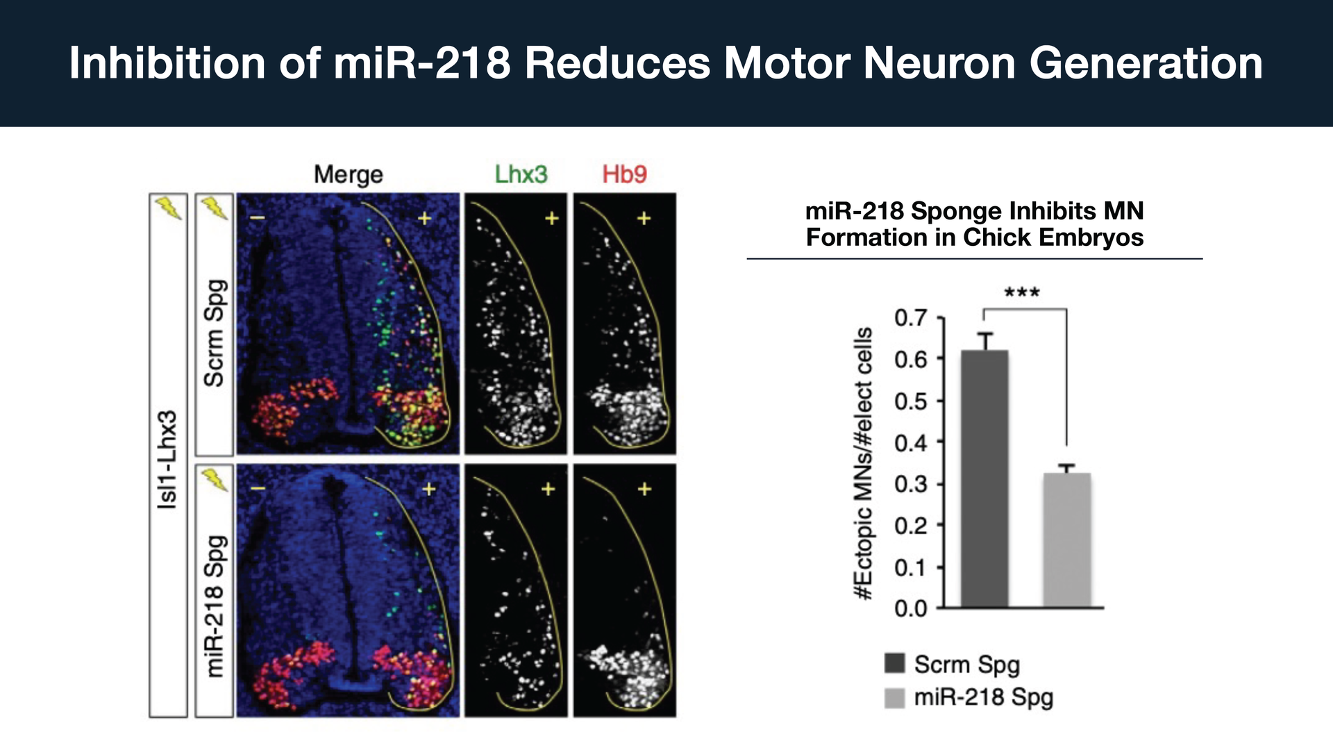 Best Science PowerPoint Templates and Slide Design Examples
