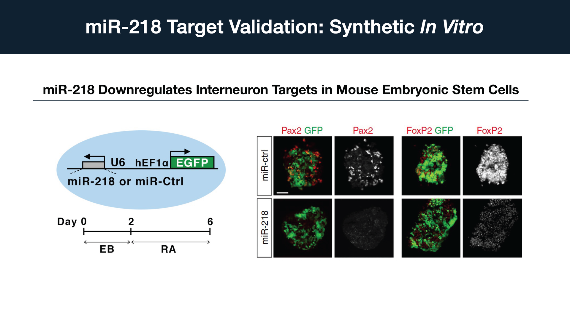 Best Science PowerPoint Templates and Slide Design Examples