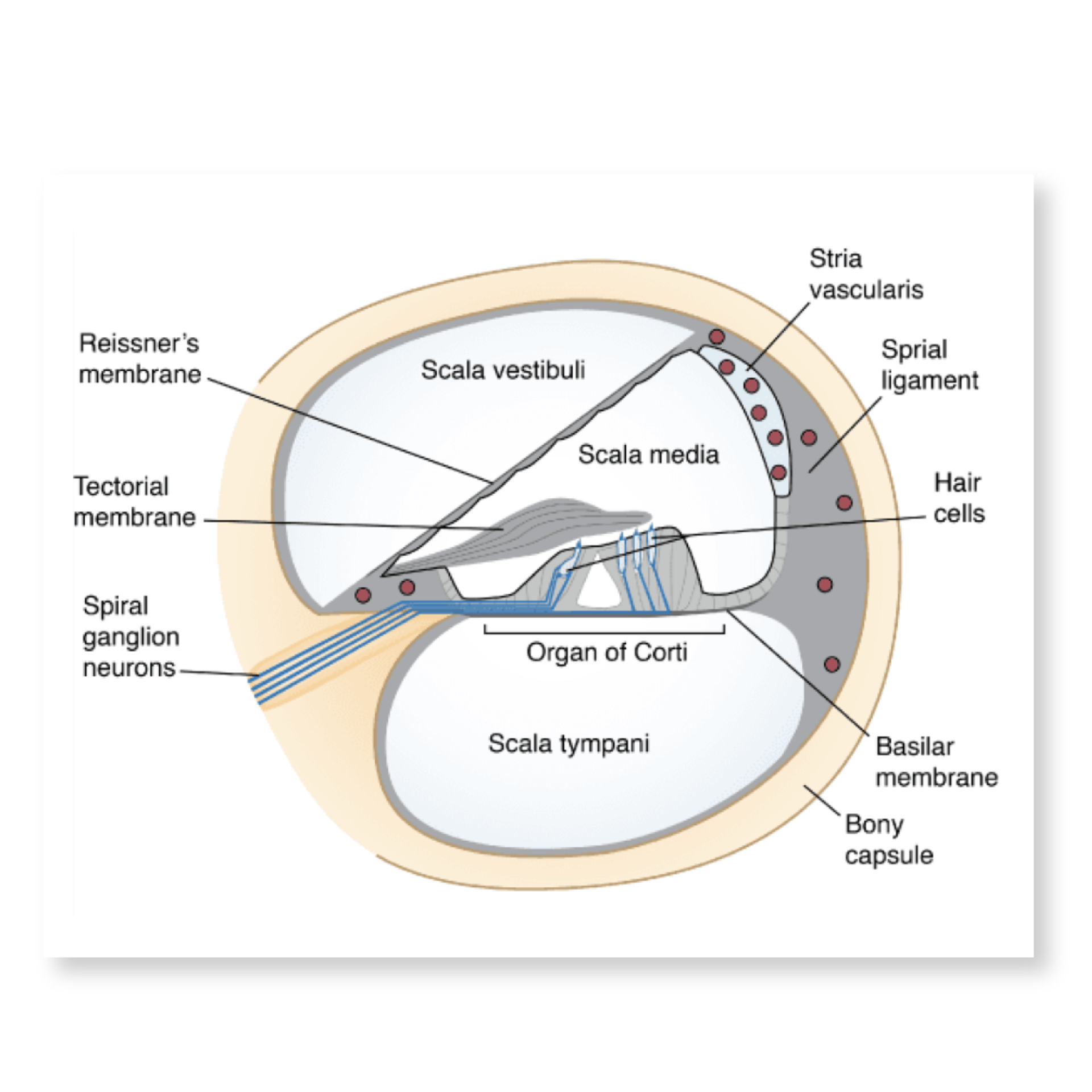 Scientific Illustration Services | Simplified Science Publishing