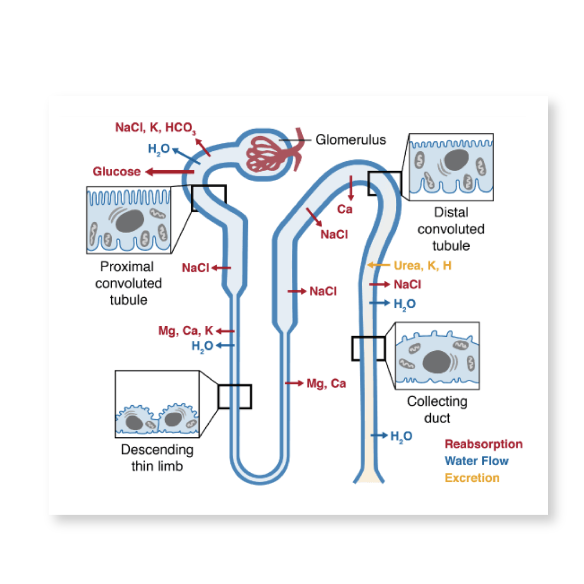 Scientific Illustration Services | Simplified Science Publishing