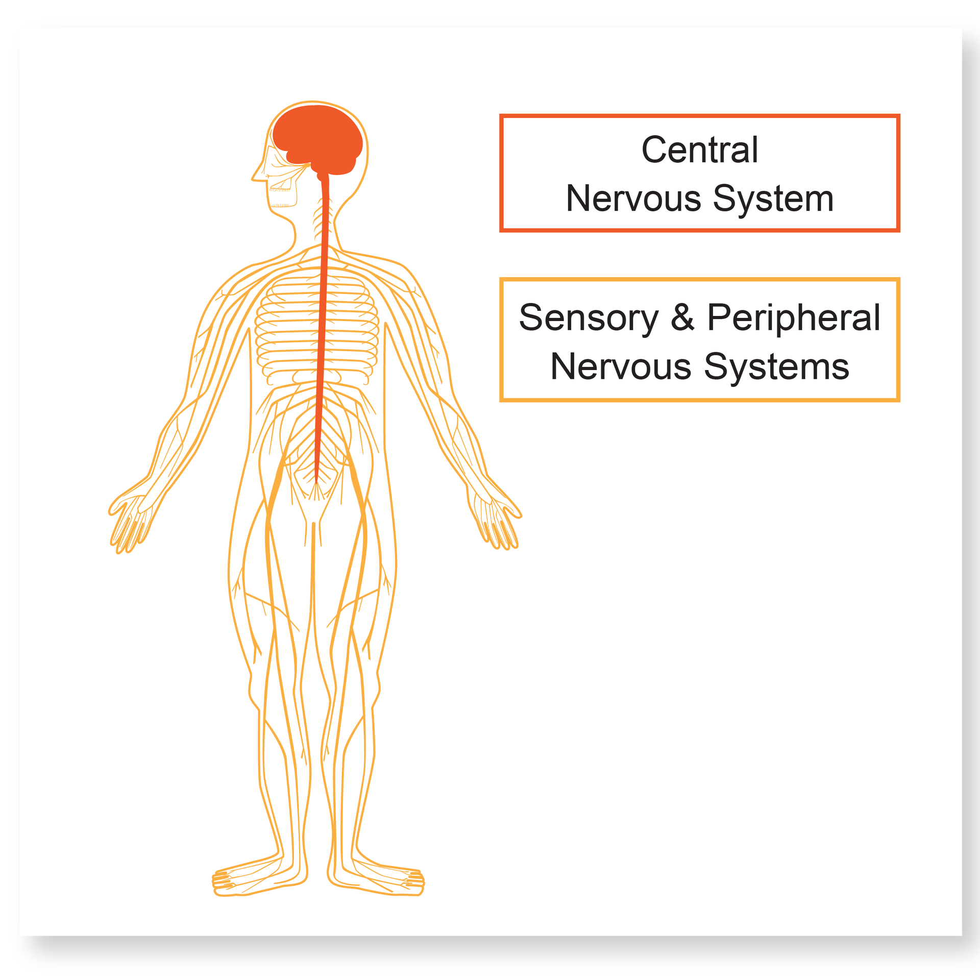 Scientific Illustration Services | Simplified Science Publishing