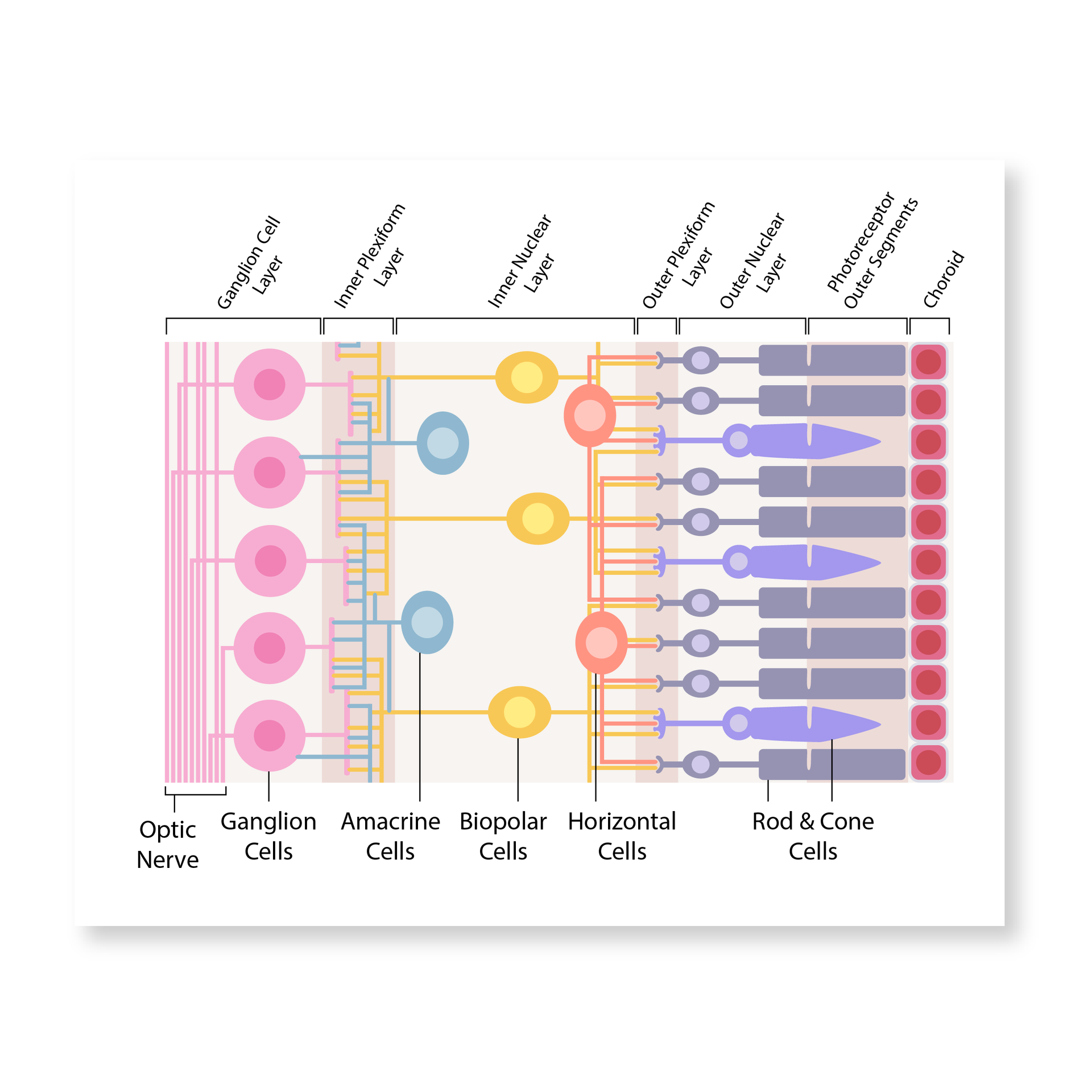 Scientific Illustration Services | Simplified Science Publishing