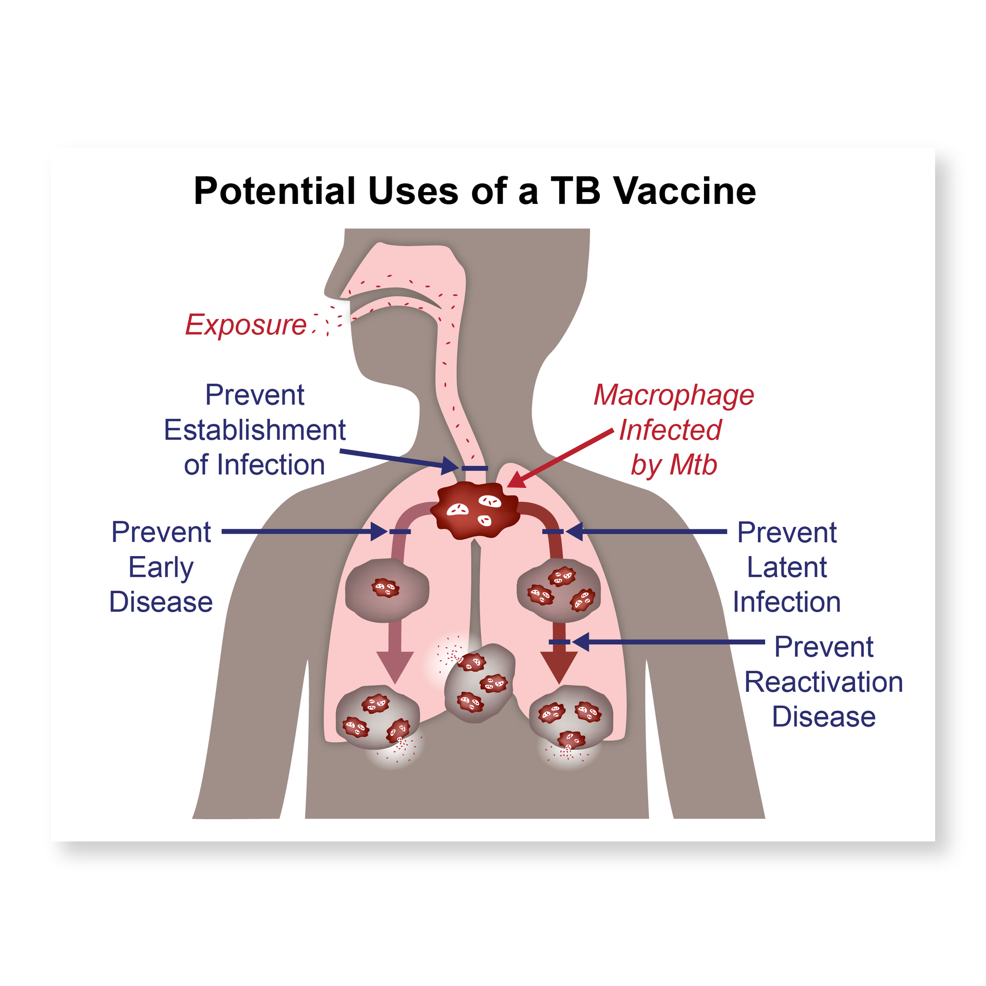 Scientific Illustration Services | Simplified Science Publishing