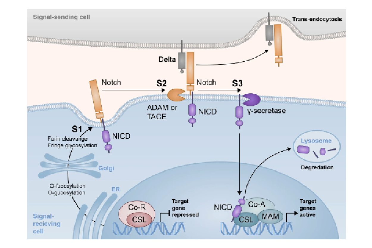 BioRender Alternatives: Scientific Illustration Software Comparison