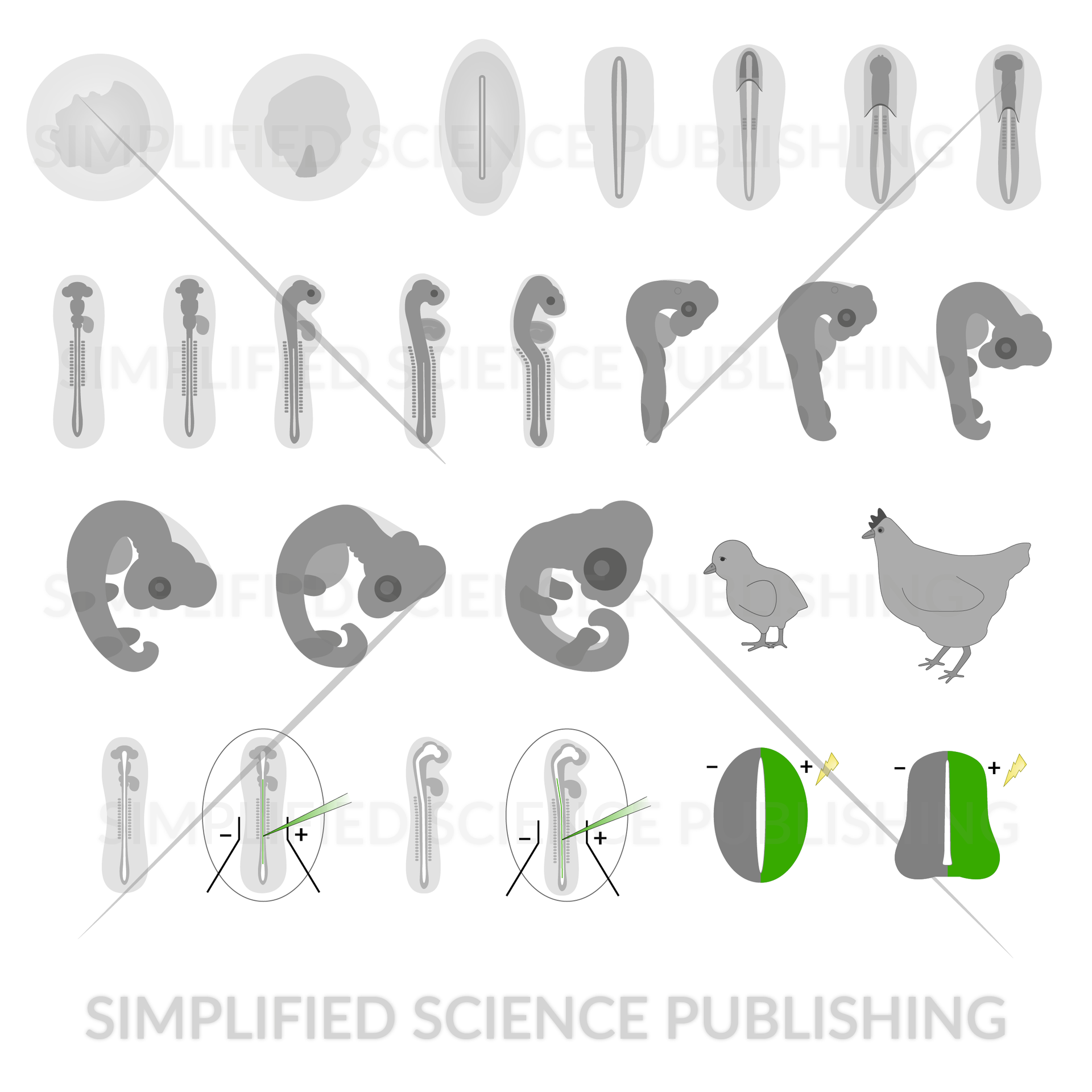 Science Drawings: Research Tools, Animals & Cell Types