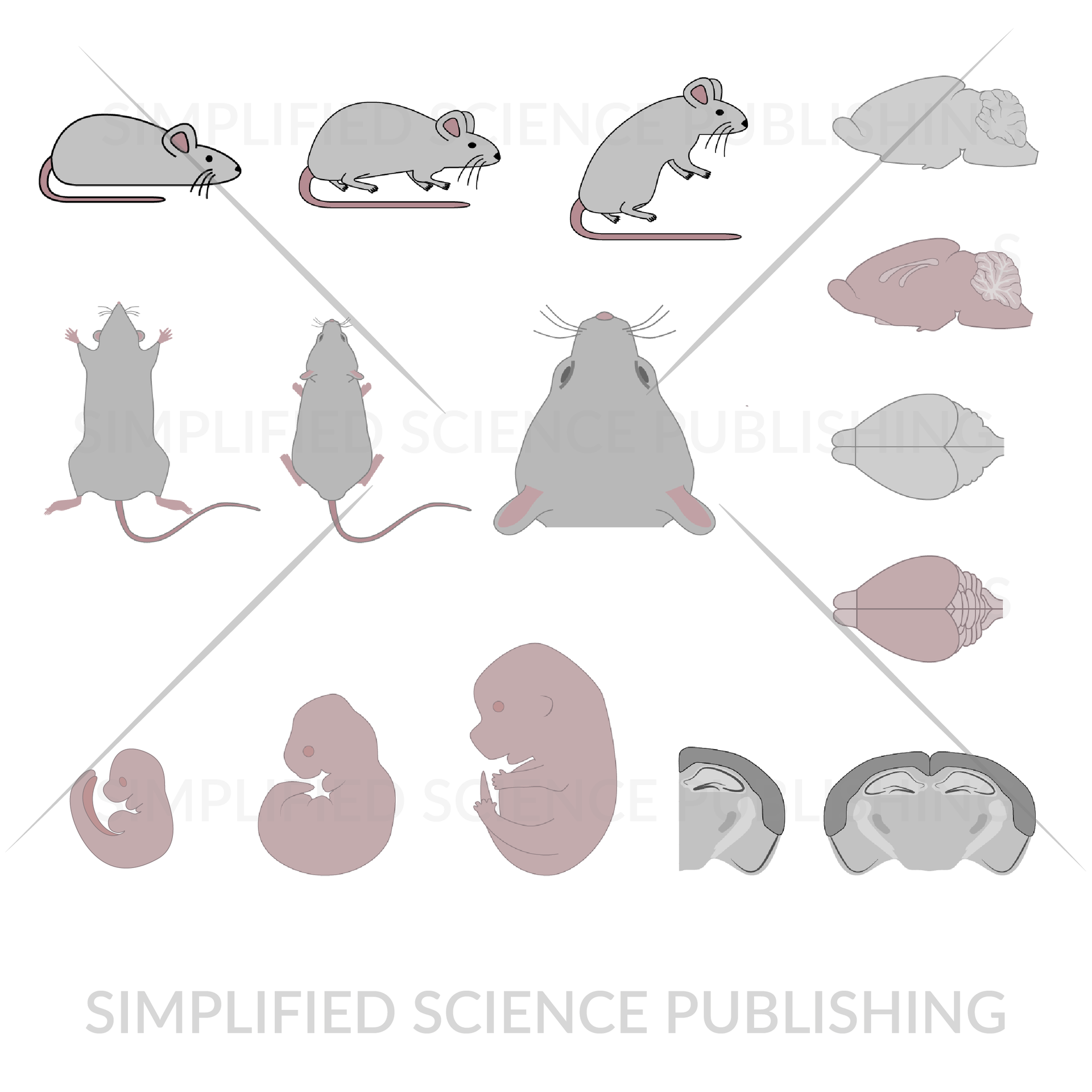 Science Drawings: Research Tools, Animals & Cell Types