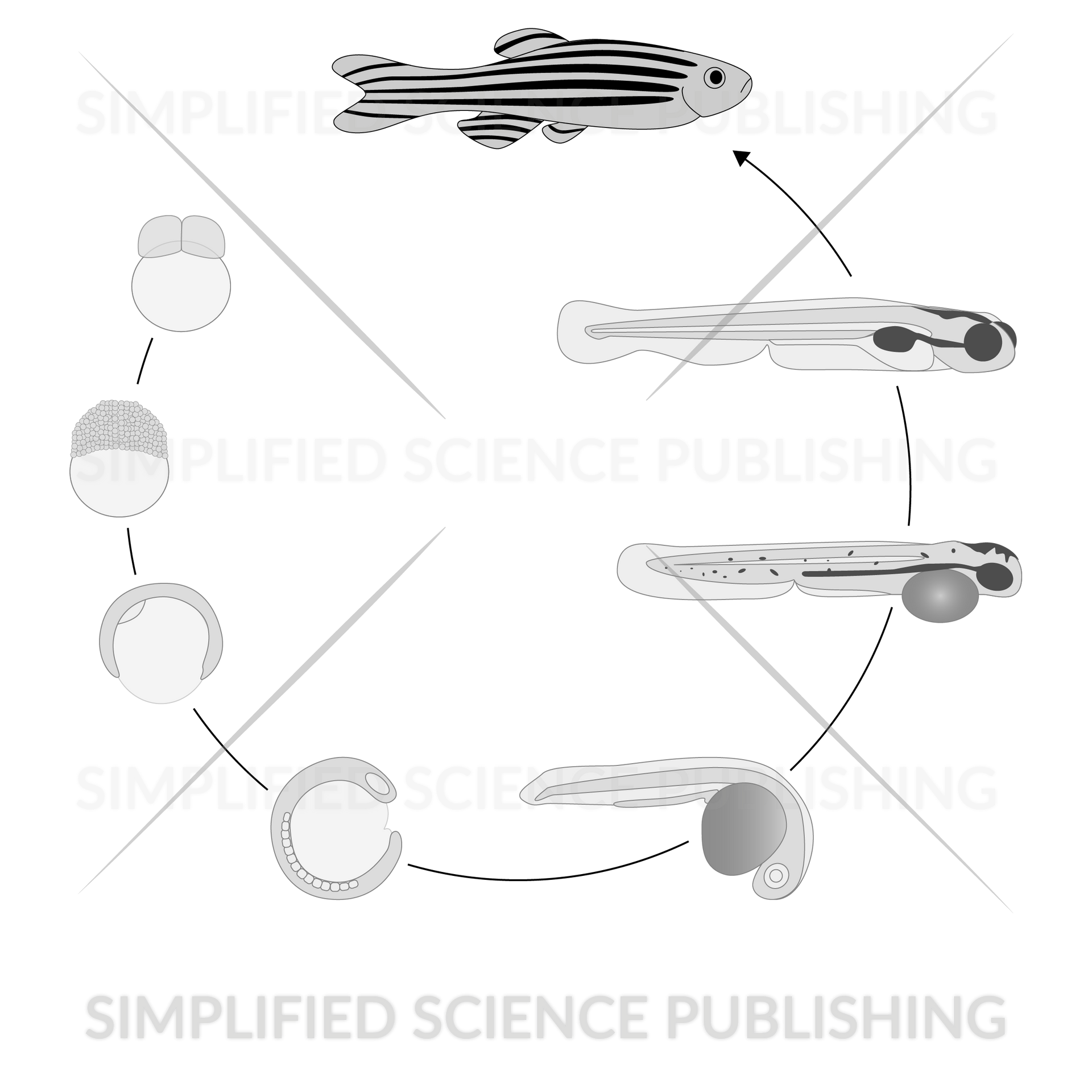 Science Drawings: Research Tools, Animals & Cell Types