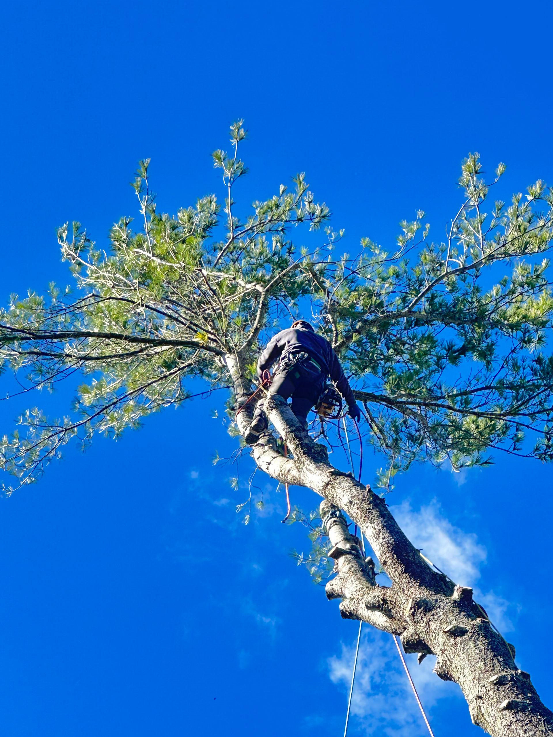 Tree Removal & Care | JR Tree Service LLC | Candler, NC