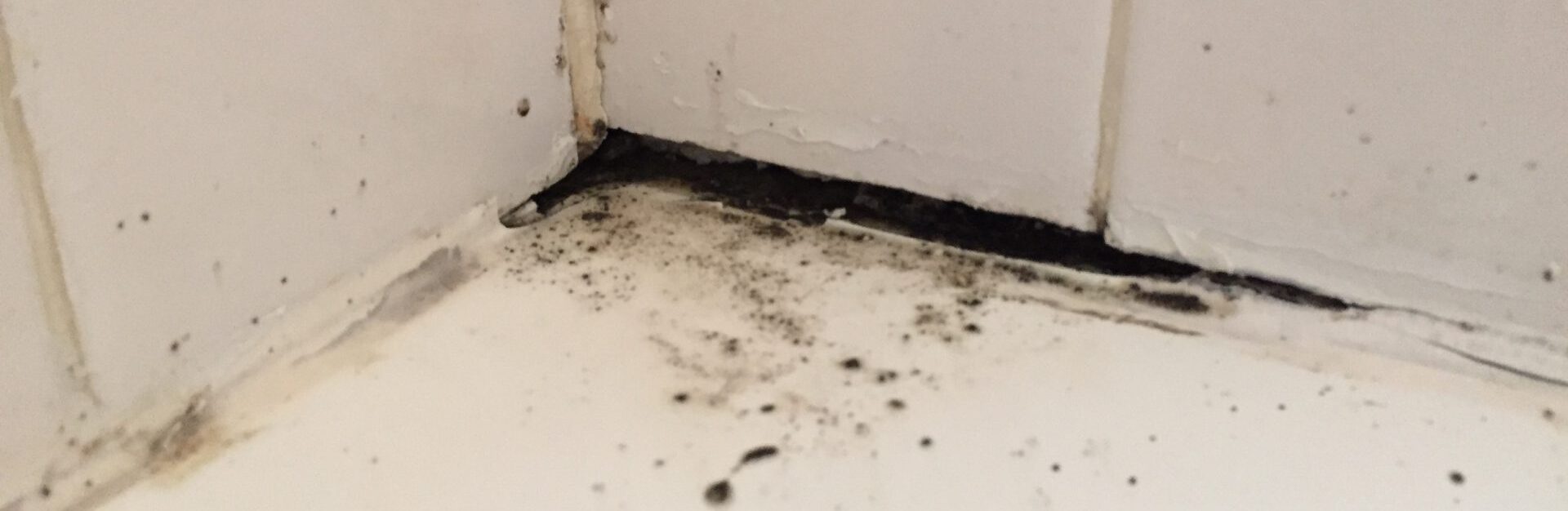 New mold notifications and how to prevent it from forming