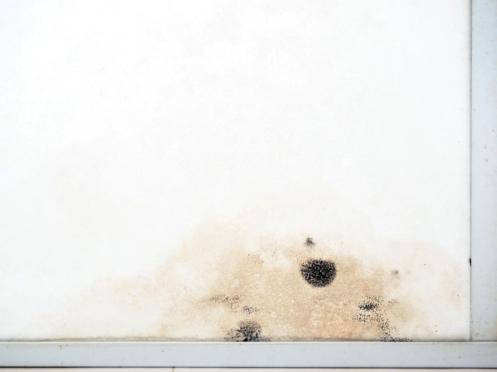 The Complete Guide to Mold Remediation, Inspections, and Cleanup