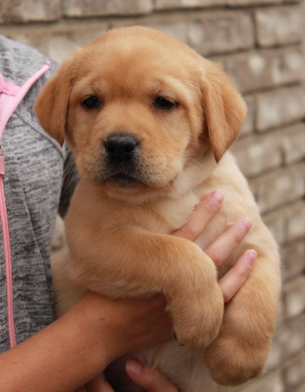 Labrador Retriever Breeder | Grabill, IN