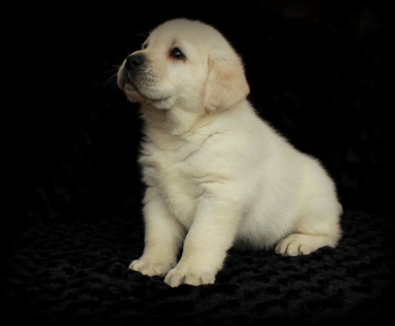 Labrador Retriever Breeder | Grabill, IN