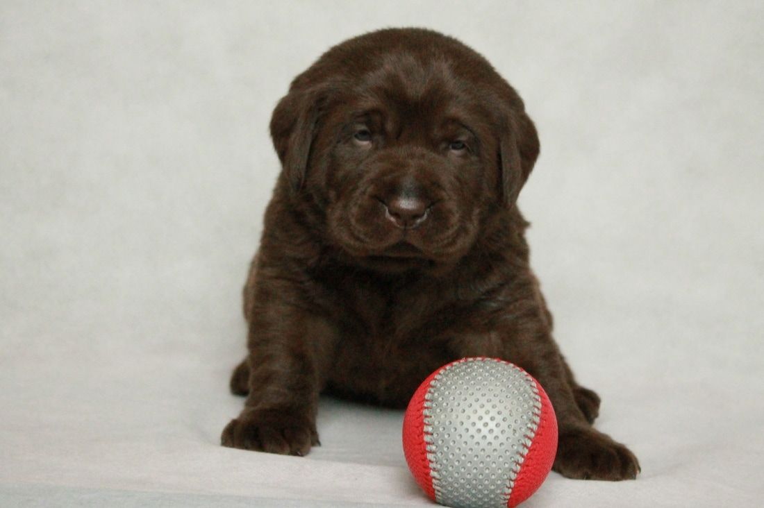 Labrador Retriever Breeder | Grabill, IN