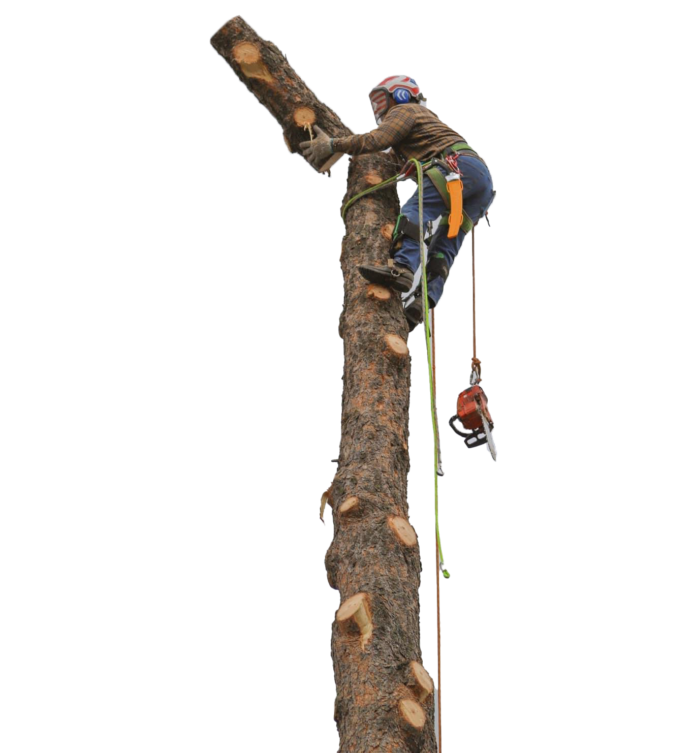 Tree Removal Experts | All Seasons Tree Service