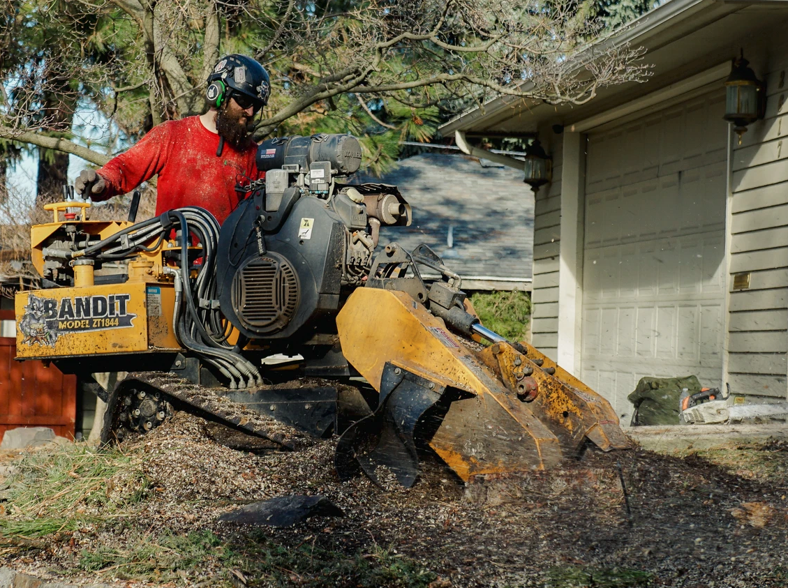 Tree Removal Experts | All Seasons Tree Service