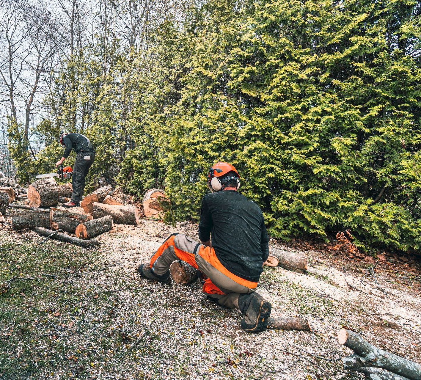 Tree Specialist