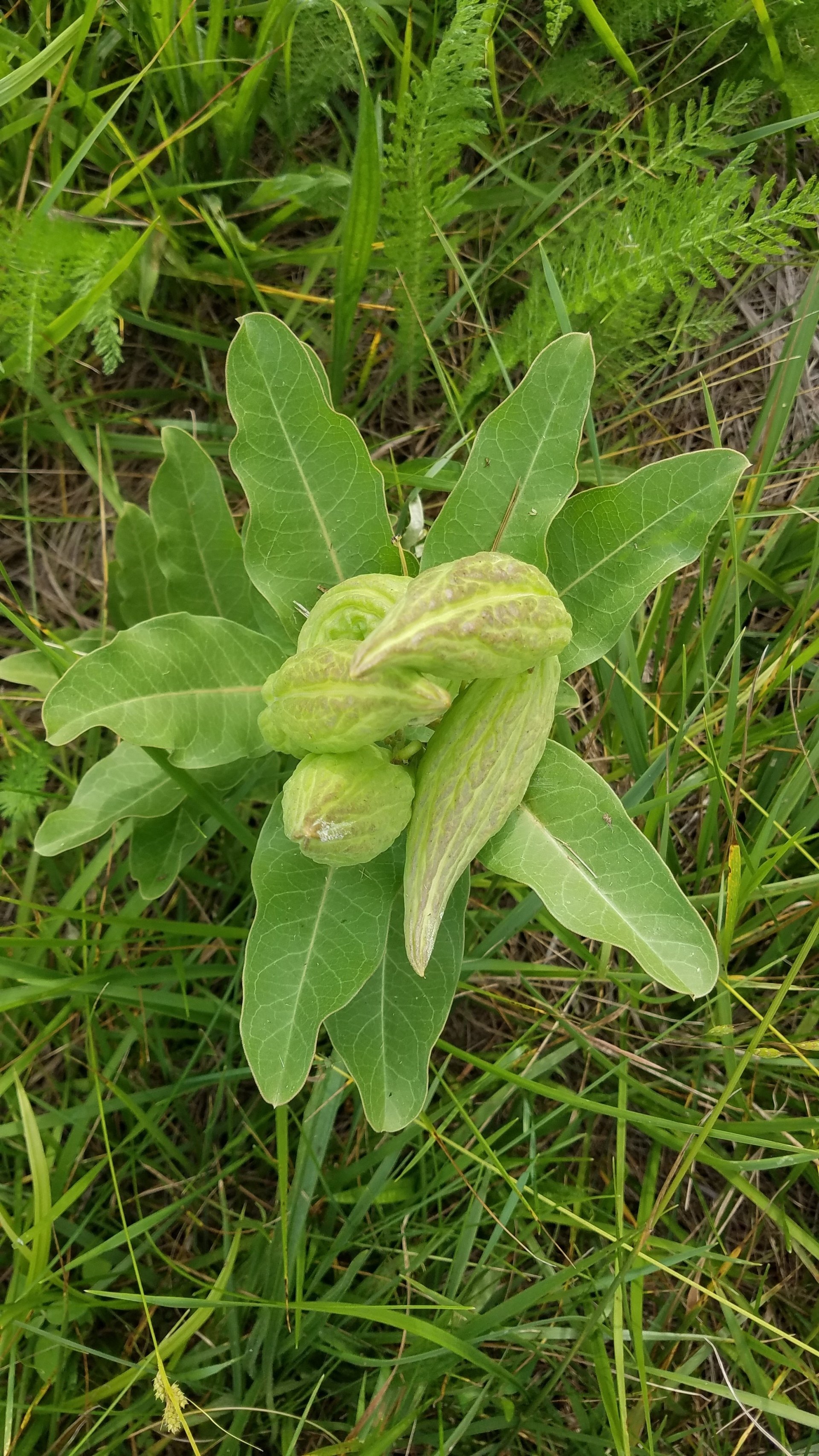 Native Plants & Pollinators at JSP