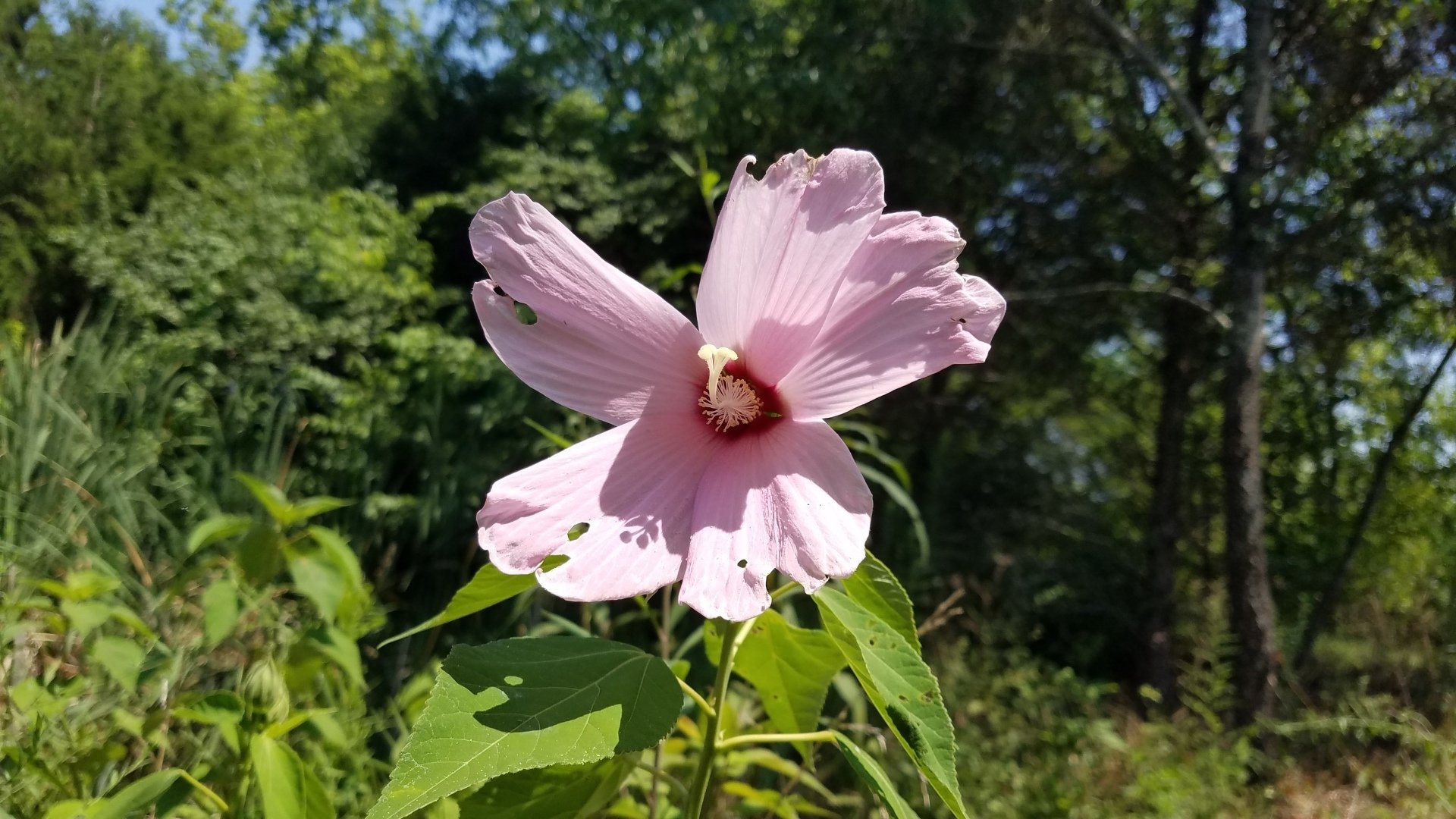 Native Plants & Pollinators at JSP