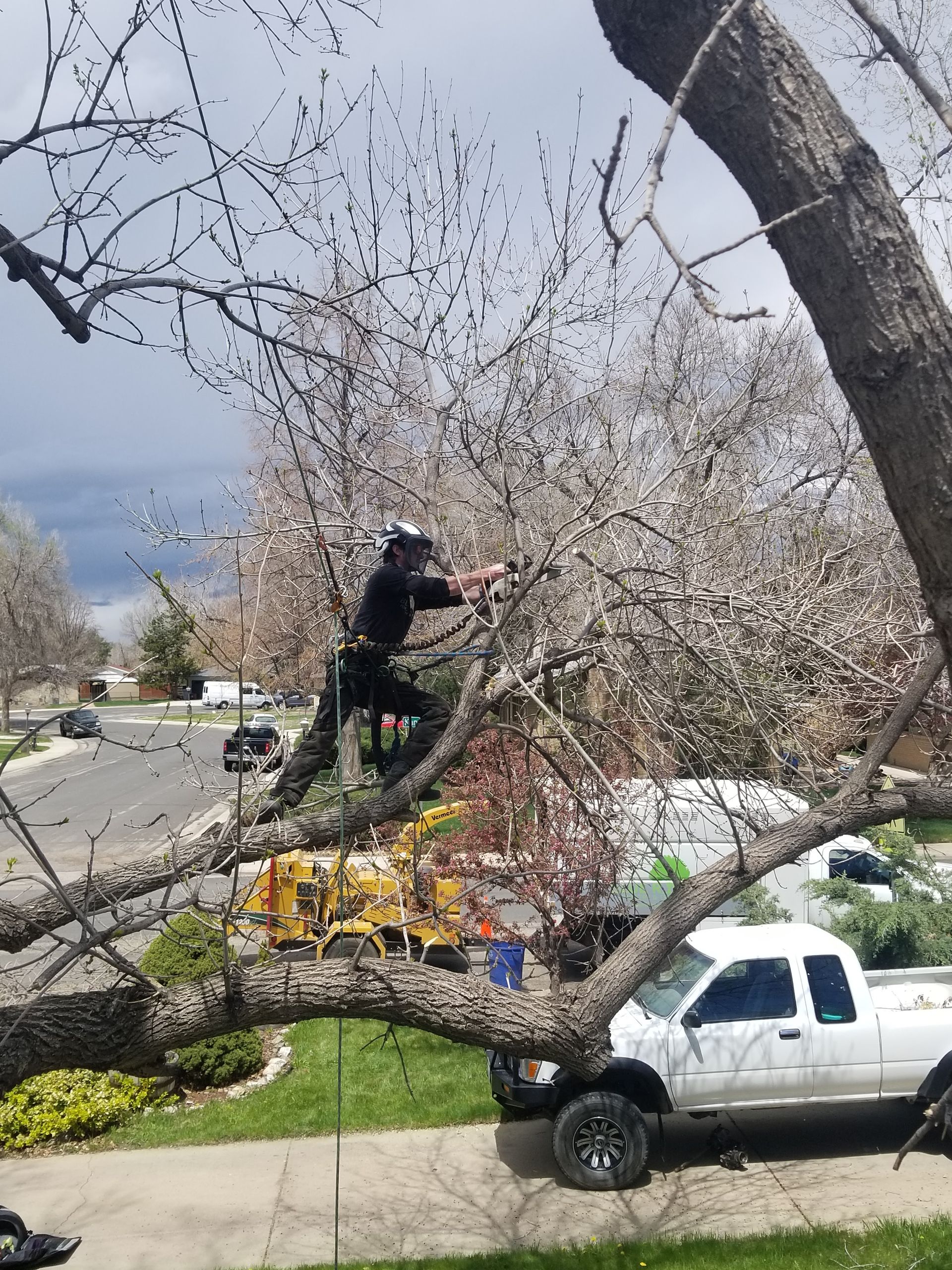 Selkirk Tree Service