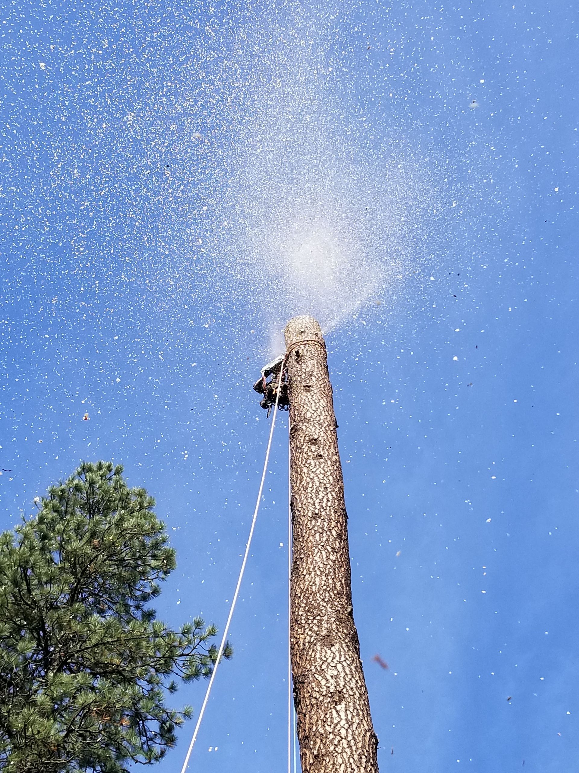 Selkirk Tree Service