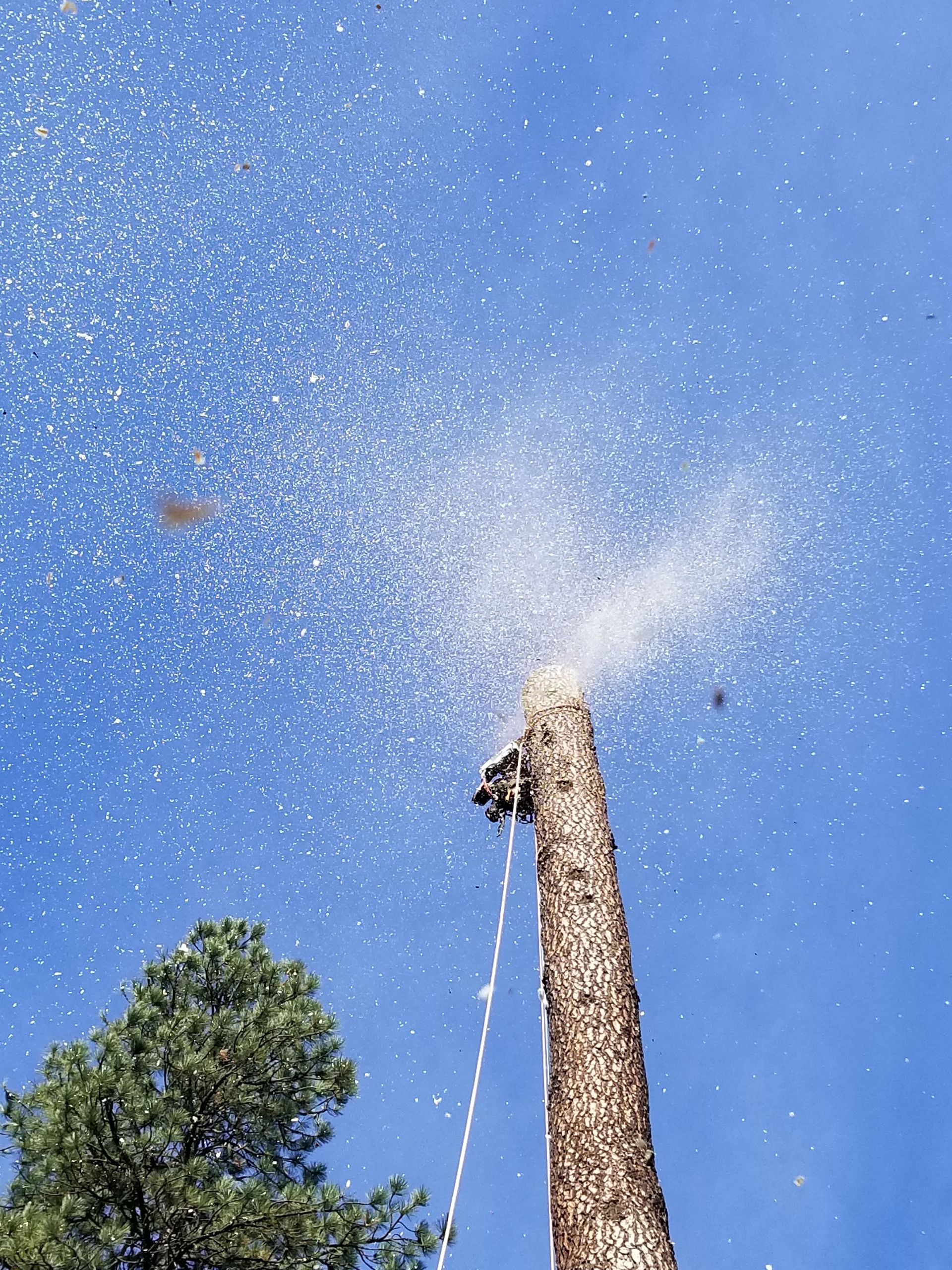 Selkirk Tree Service
