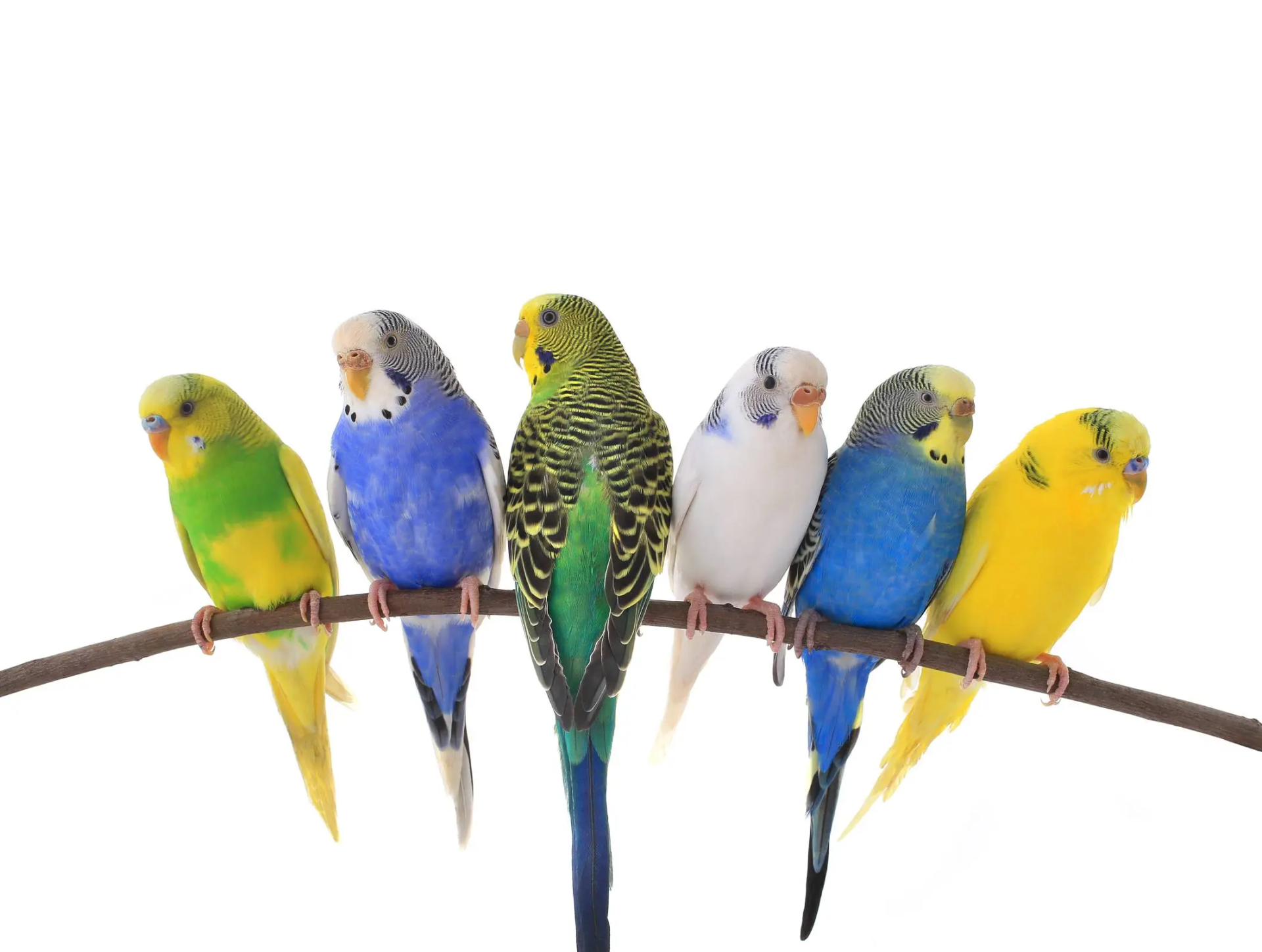 pets-in-the-classroom-teacher-grants