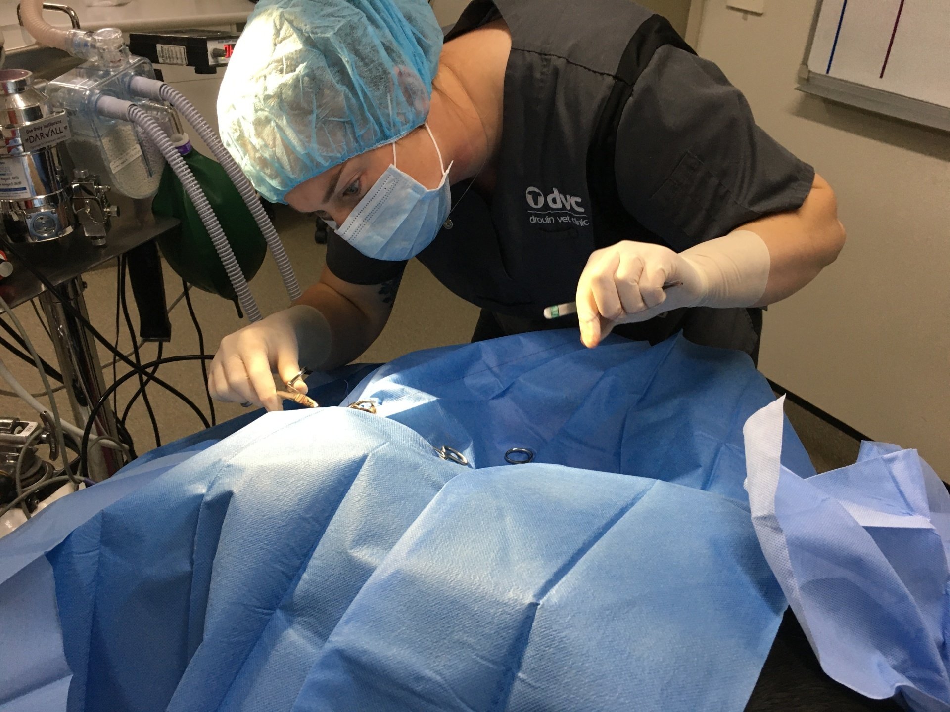 Meet Drouin Veterinary Clinic’s Team Members | Drouin