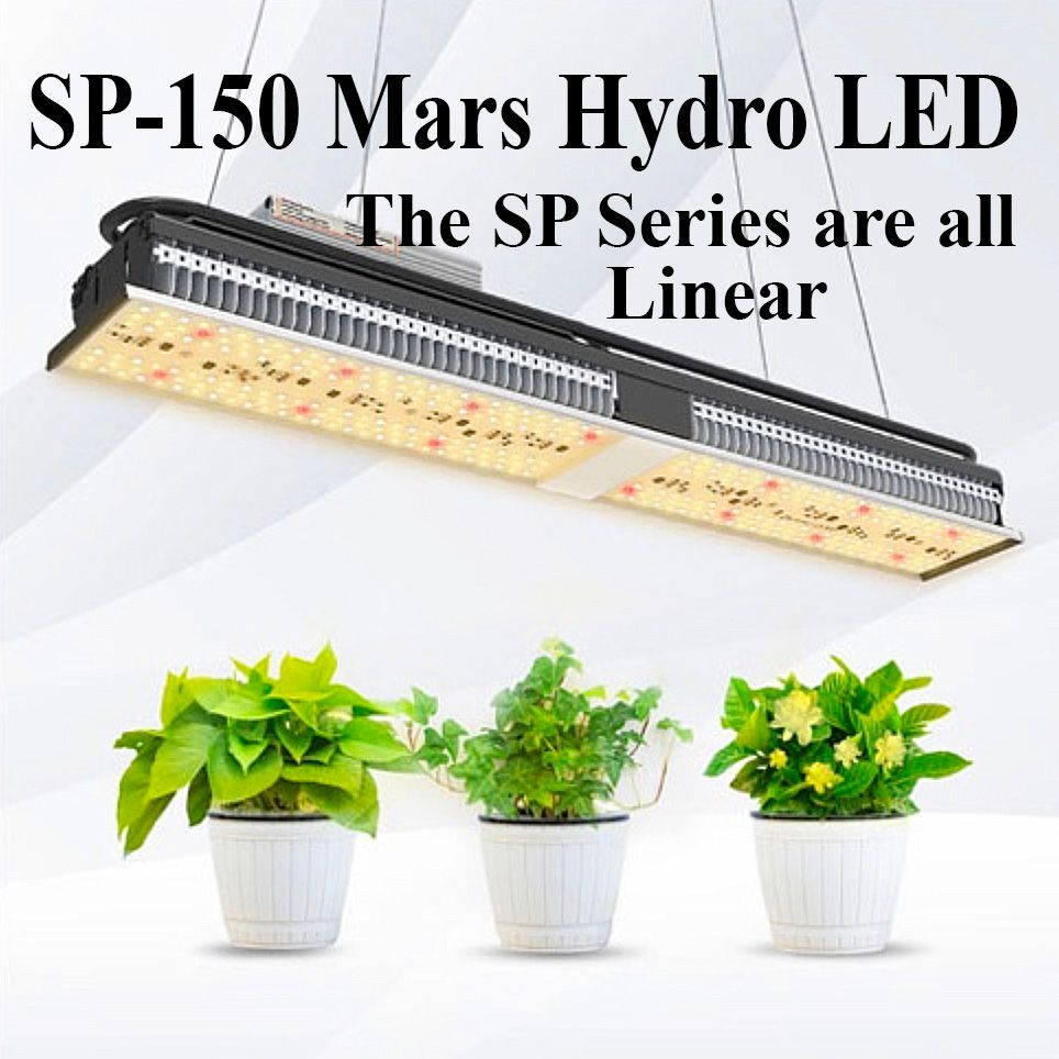 01. Blue Tilapia Fingerlings