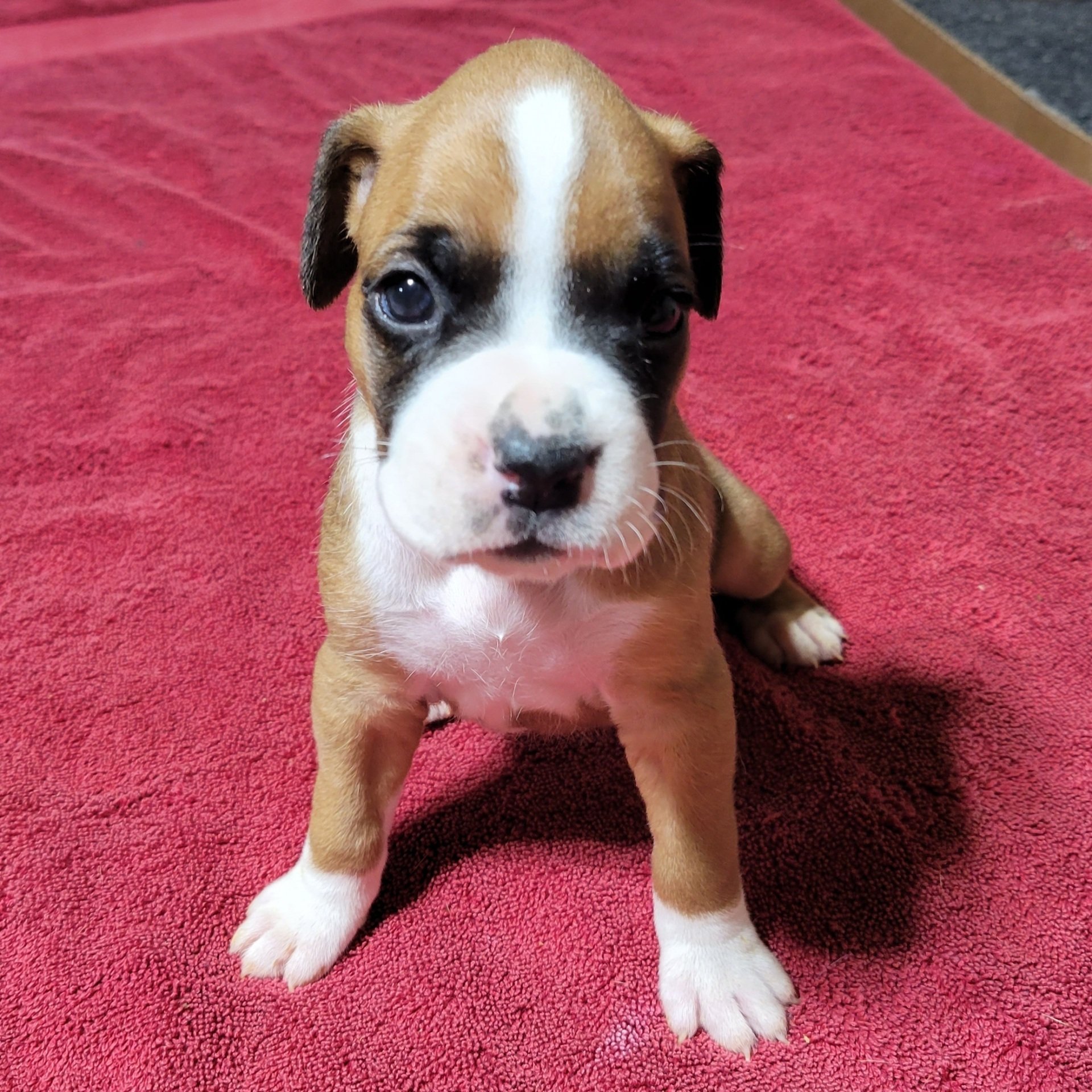 Boxer, Breeding, Puppies, Canine, AKC, CKC , Tucson, AZ