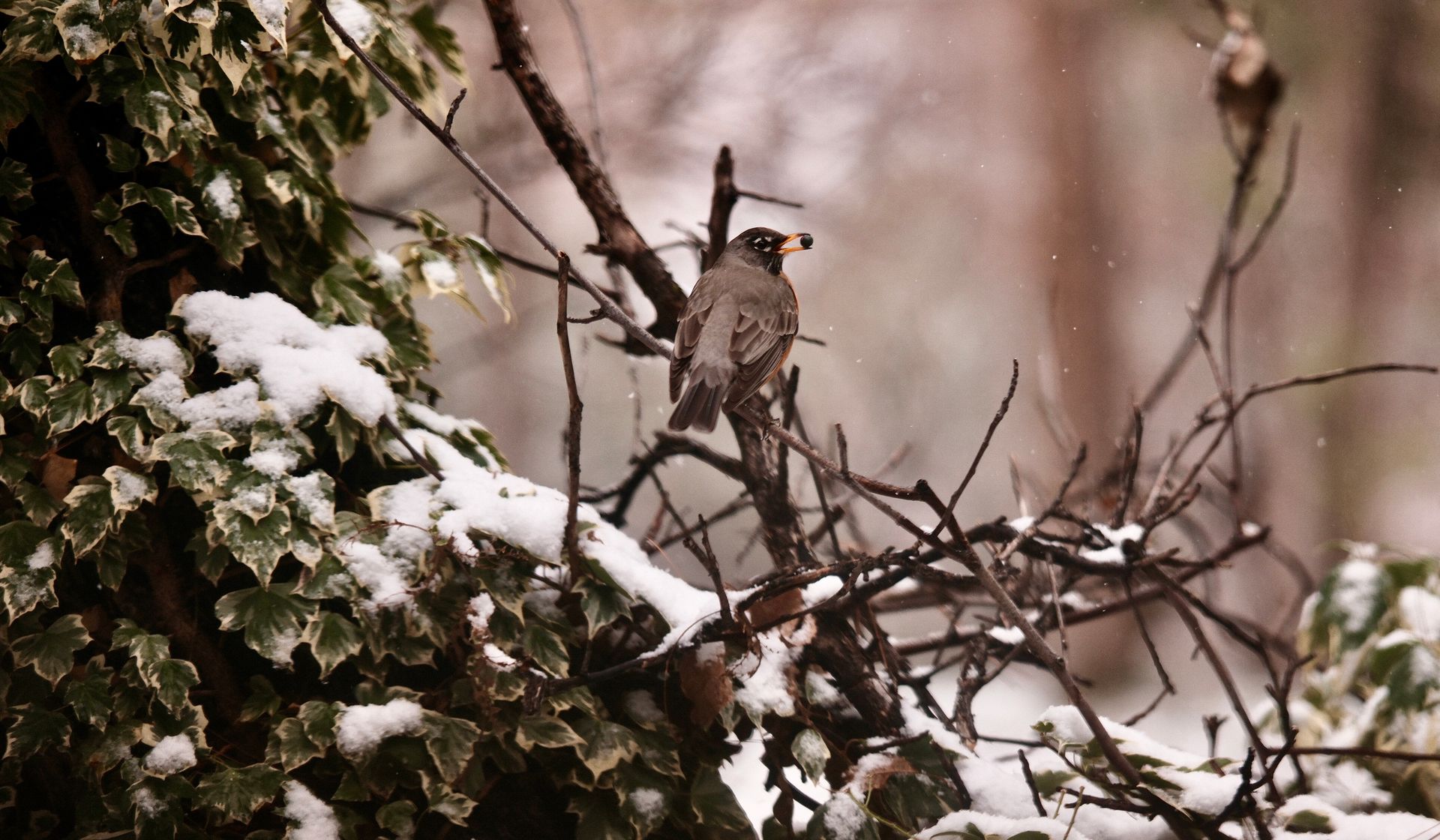 February at Orchard Canyon