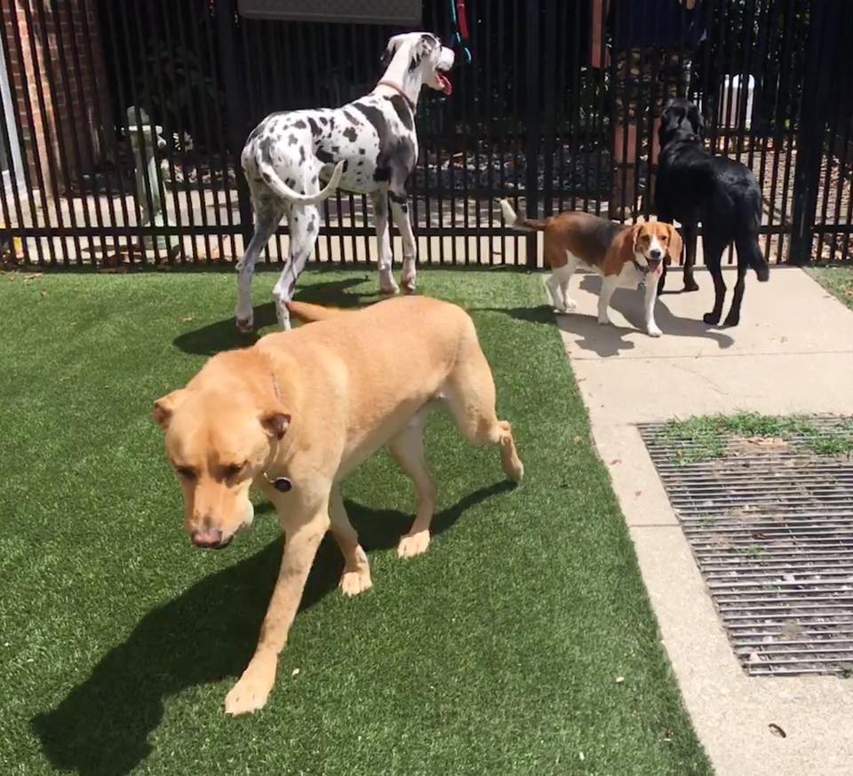 Pet Daycare | A Happy Place Pet Playground & Lodge